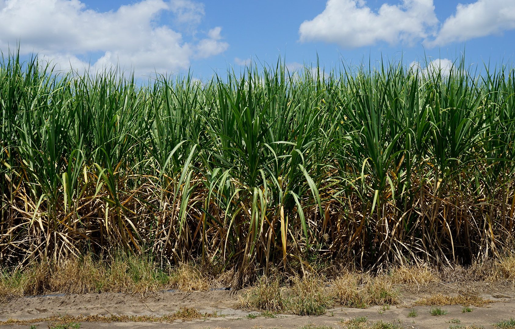 Learn about sugarcane | CANEGROWERS
